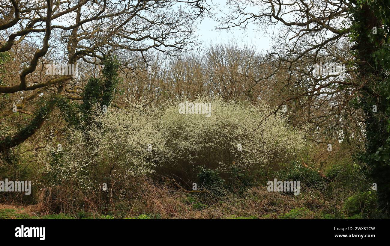 Hawthorn bushes hi-res stock photography and images - Alamy