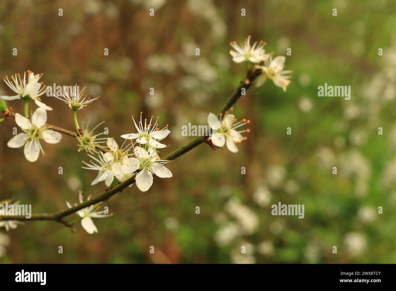 Hawthorn bushes hi-res stock photography and images - Alamy