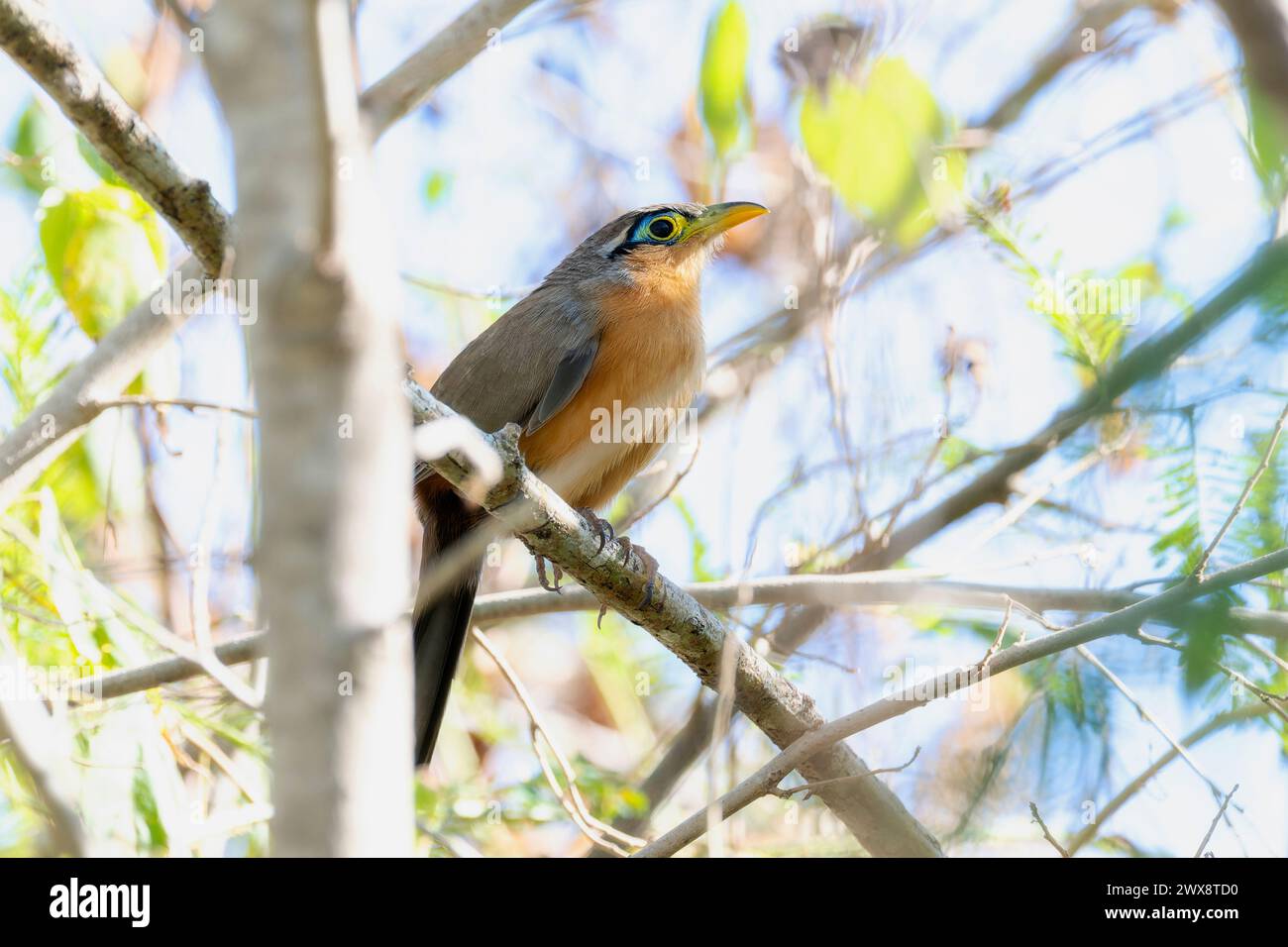 A lesser ground cuckoo bird, scientifically known as Morococcyx ...