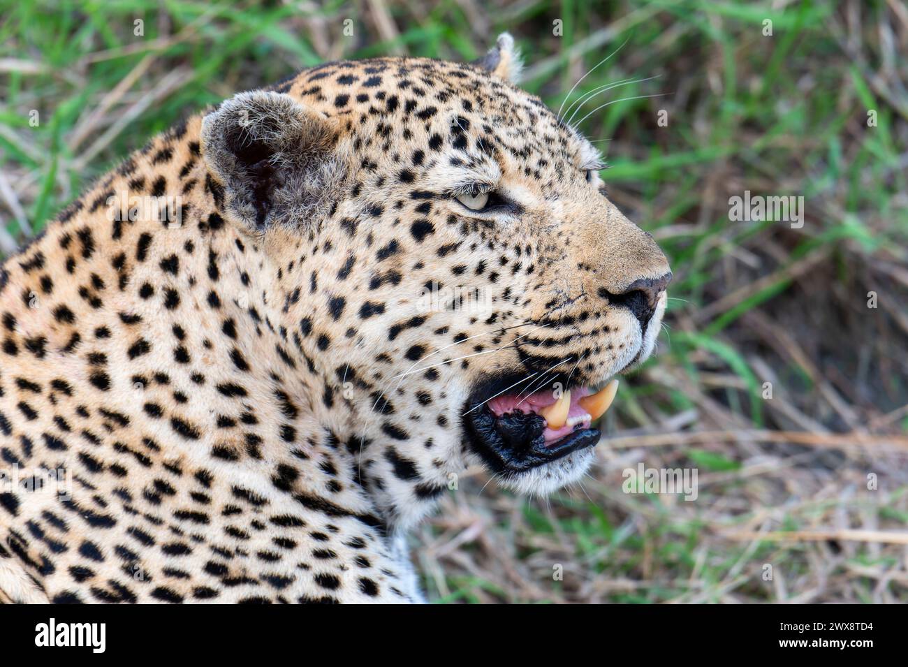 A close-up view of a leopard, Panthera pardus, in south africa showing ...