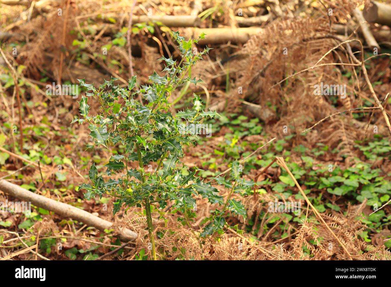 A fresh single stem bush of holly. Early spring photo taken in woodland ...