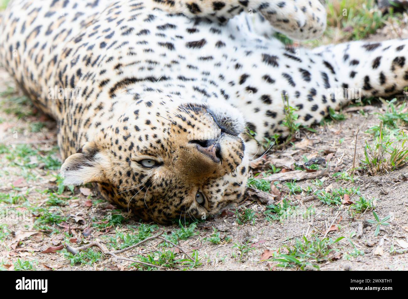 A sizable leopard, Panthera pardus, in south africa is lying down on ...
