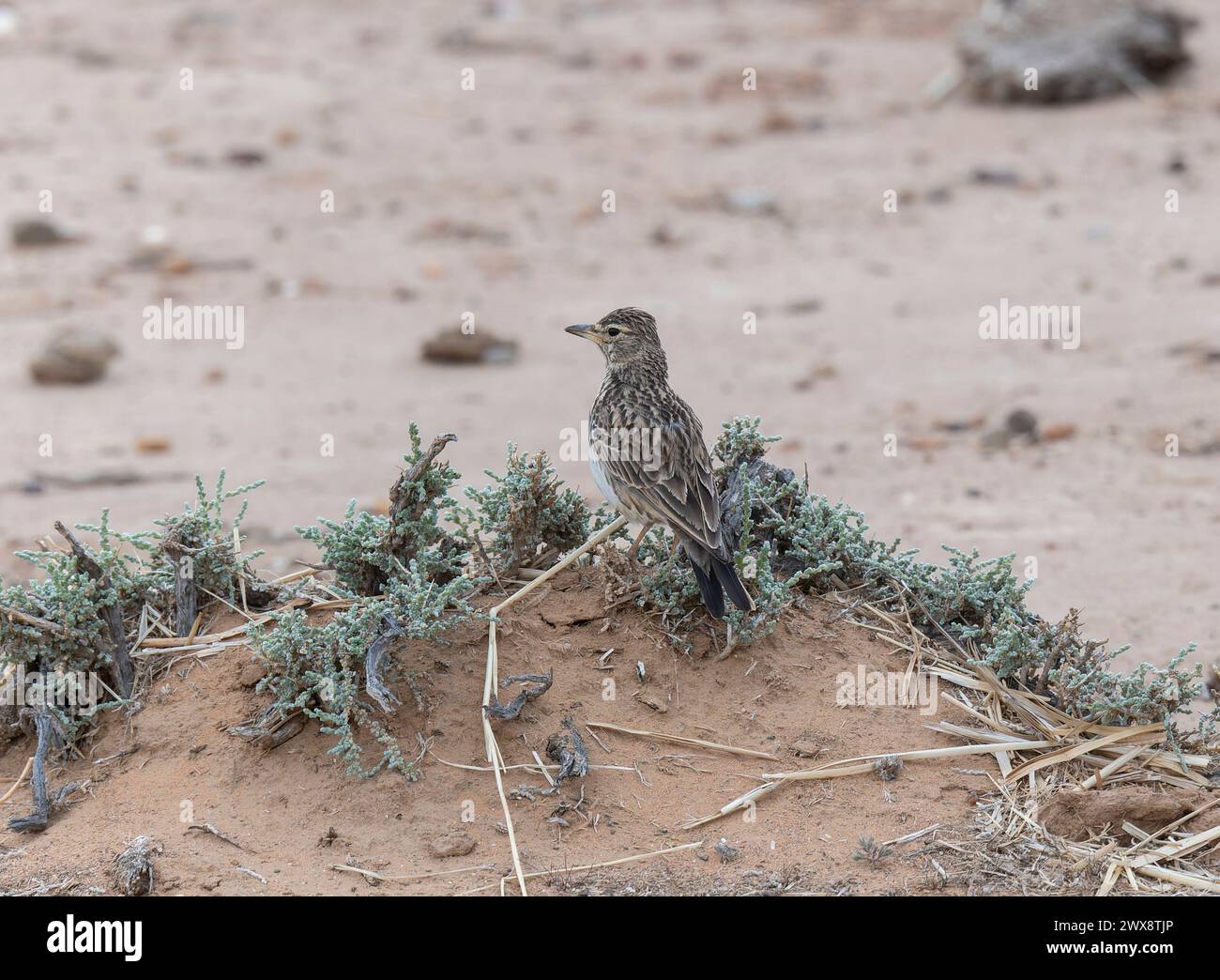 A Large-billed Lark, Galerida magnirostris, sits atop a small mound ...
