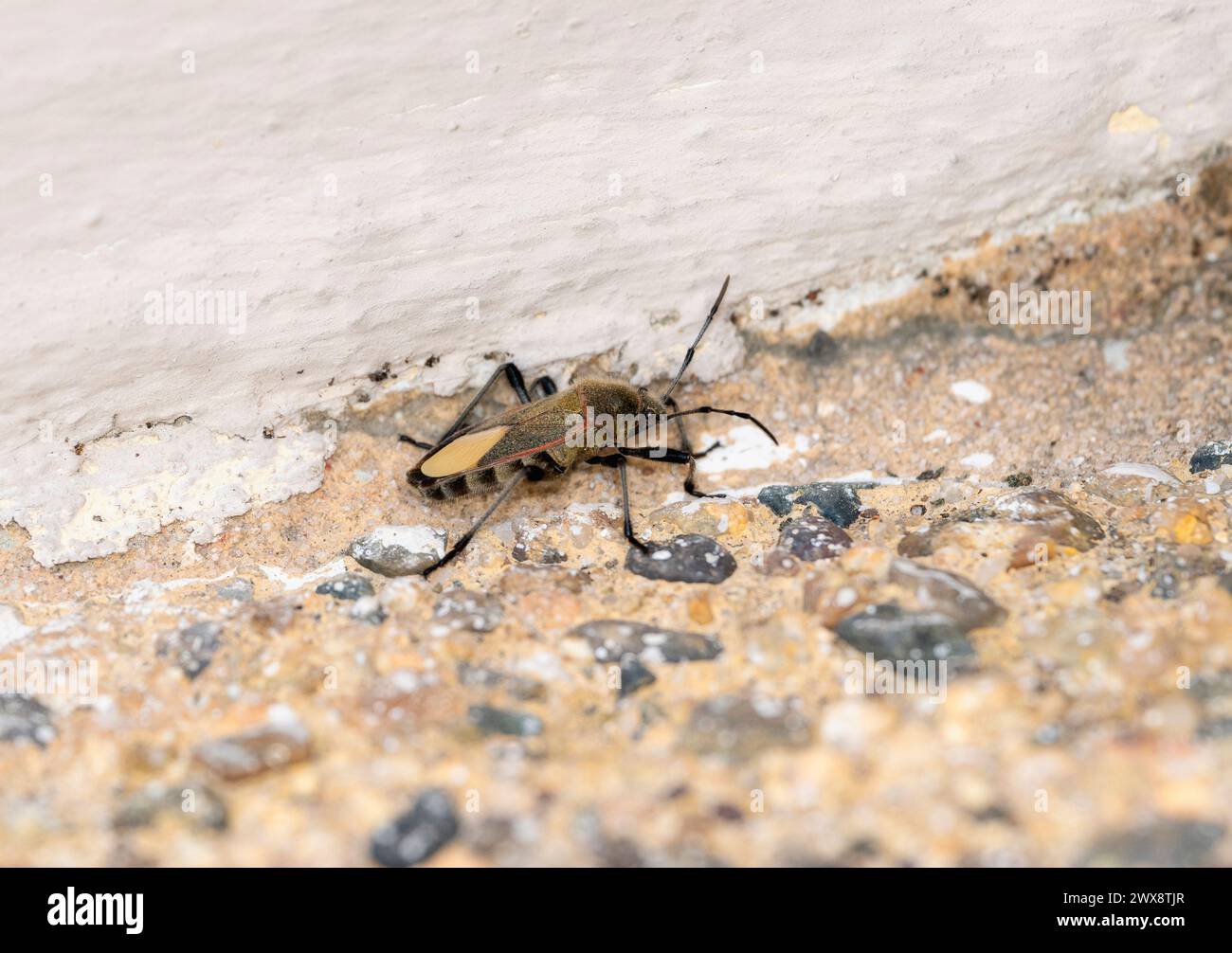 Shell bug seen on hi-res stock photography and images - Alamy