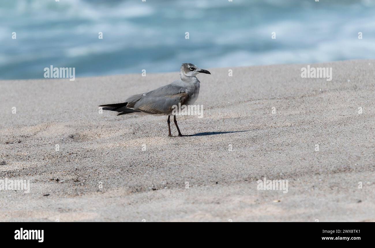 A laughing gull, scientifically known as Leucophaeus atricilla, is ...