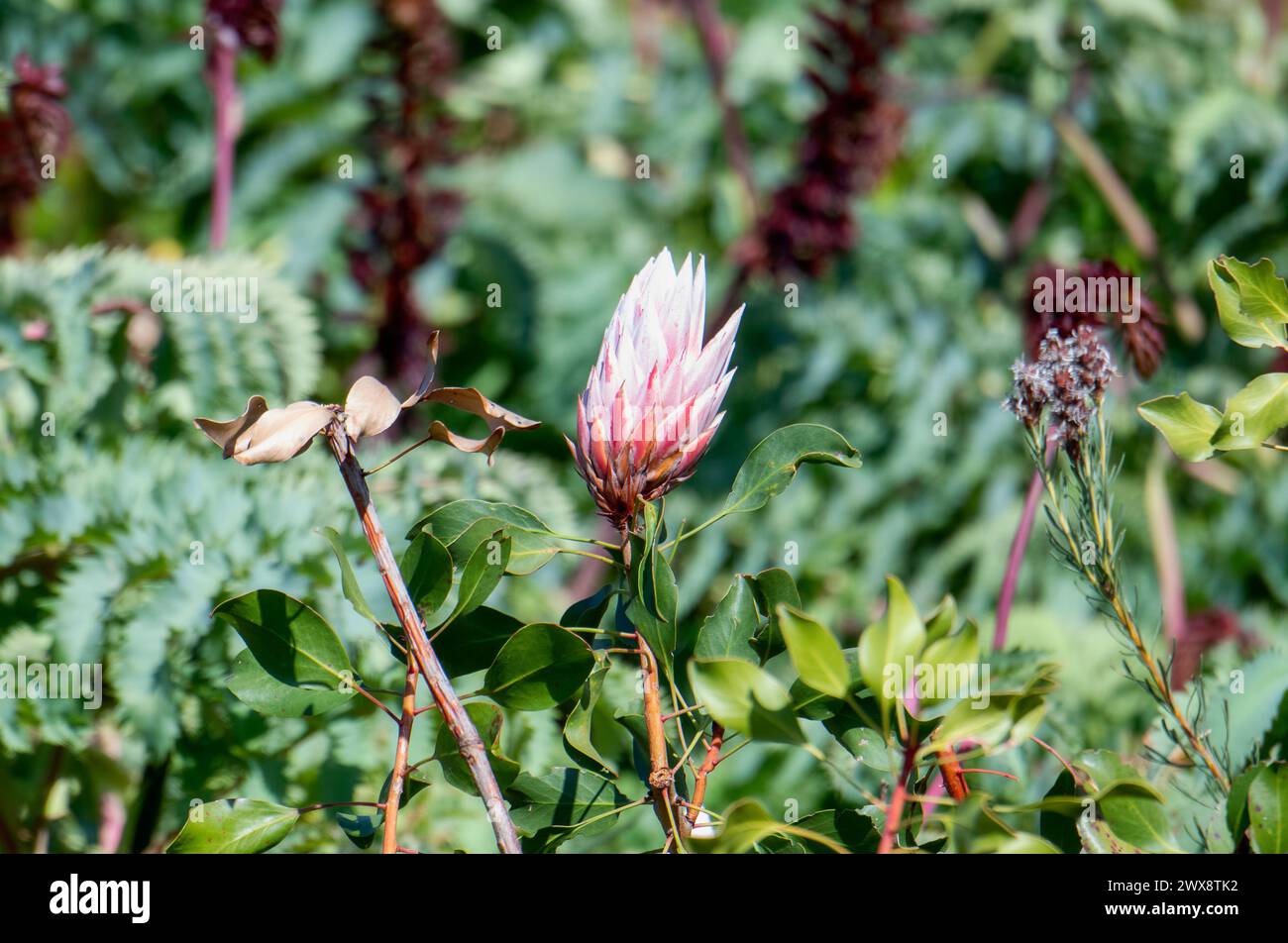 A detailed view of a vibrant pink King Protea flower blooming in a ...