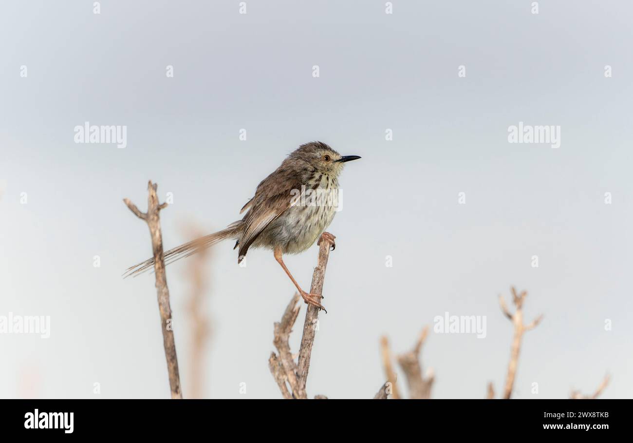 A Karoo Prinia bird, scientifically known as Prinia maculosa, is seen ...