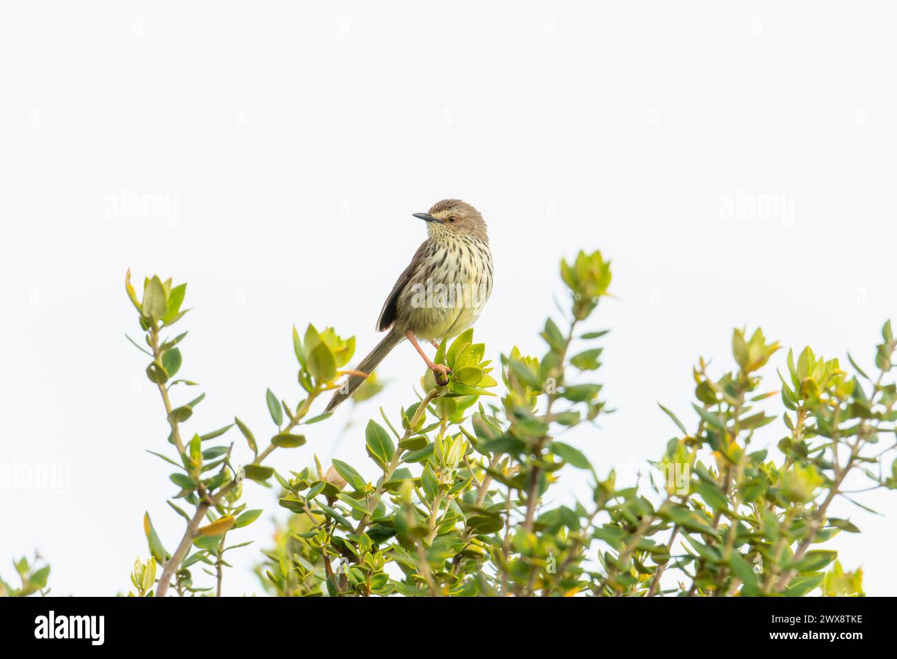 A Karoo Prinia bird, scientifically known as Prinia maculosa, is ...
