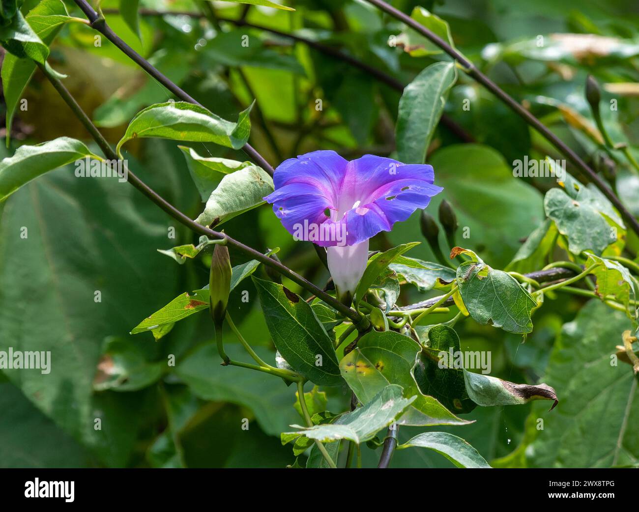 Austromexicana hi-res stock photography and images - Alamy