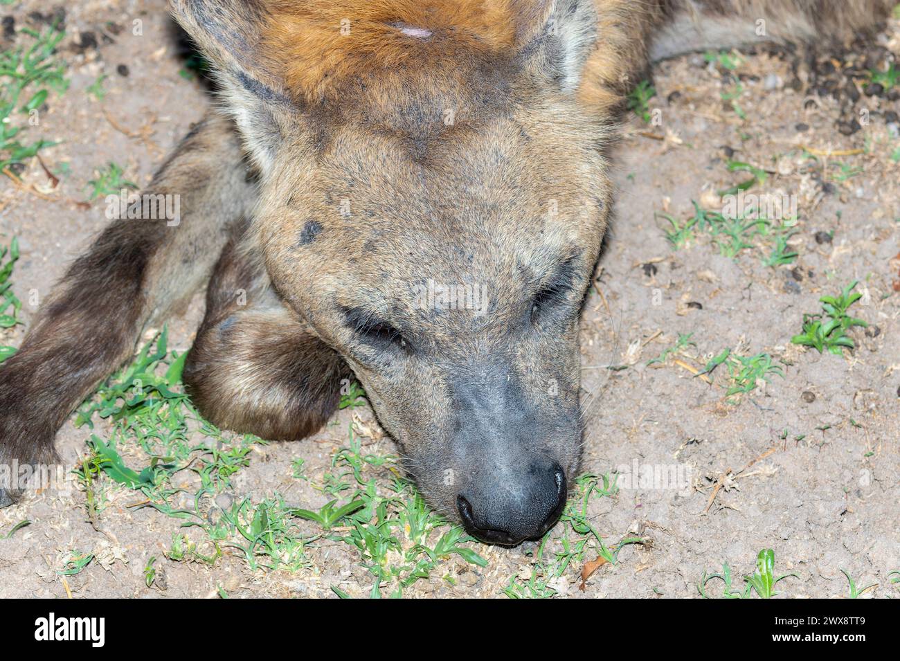 A close-up view of a hyena, Crocuta lying down on the ground, resting ...