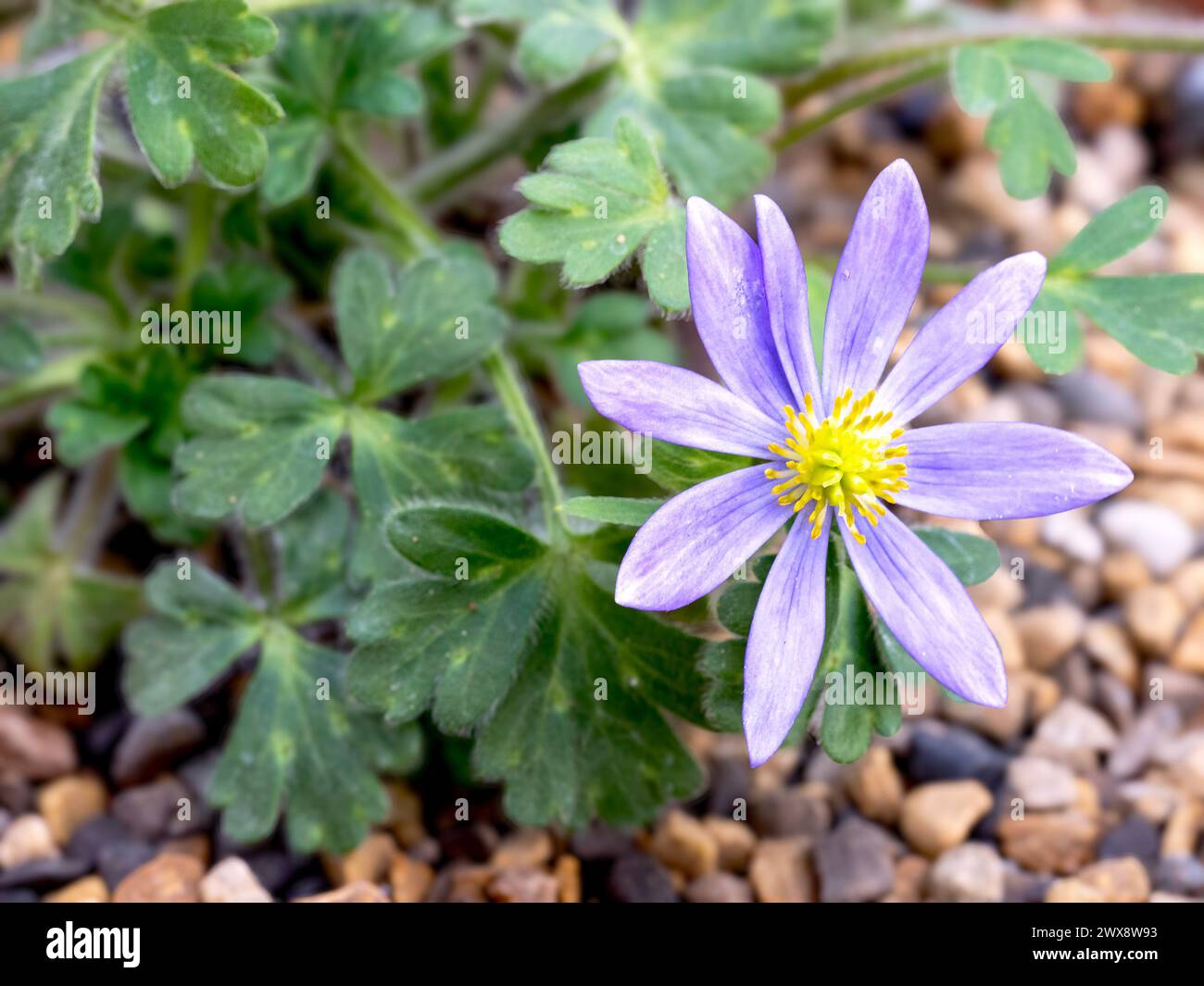 Round leaved anemone flower, Anemone obtusiloba Large Blue Stock Photo ...