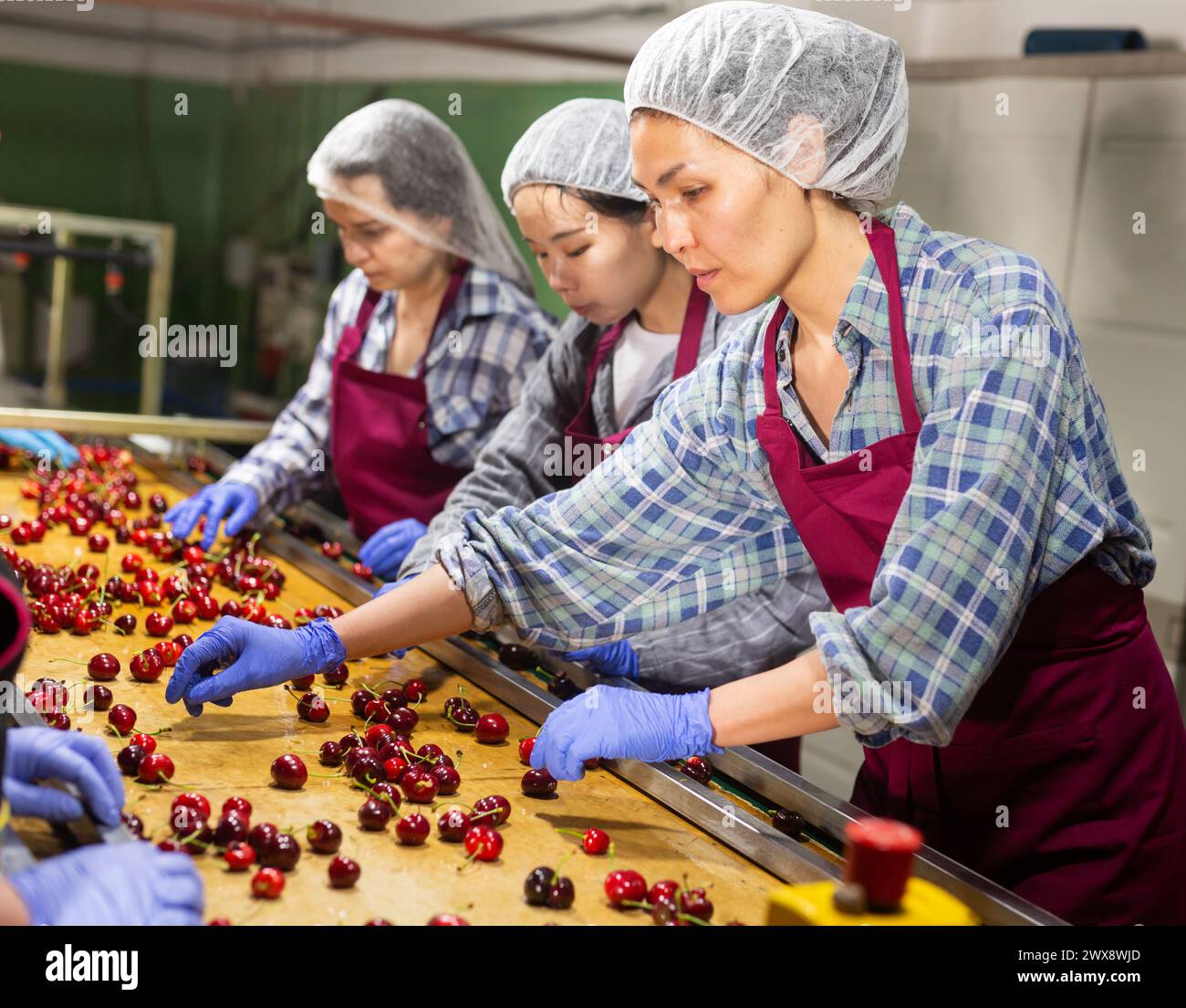 Women working on producing sorting line at fruit warehouse Stock Photo ...