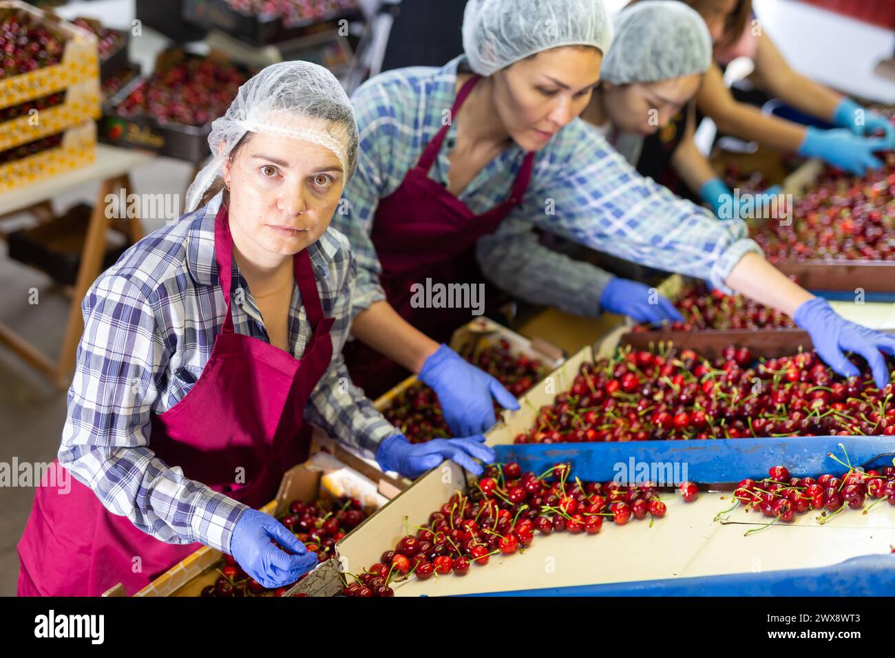 Women working on producing sorting line at fruit warehouse Stock Photo ...