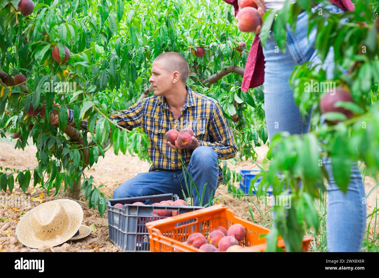 Peach picker hi-res stock photography and images - Alamy