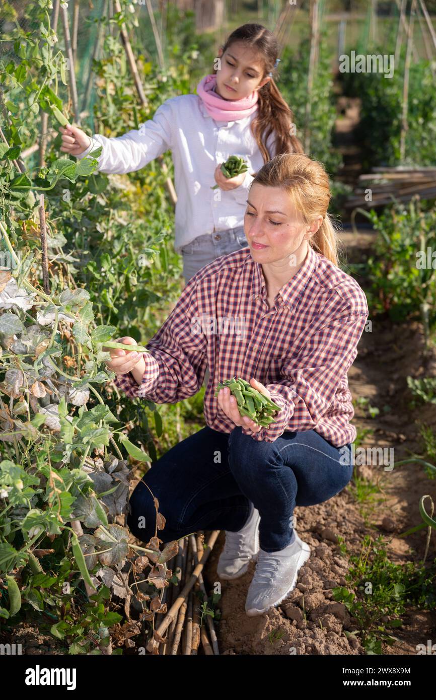 mother and daughter together picking green peas Stock Photo - Alamy