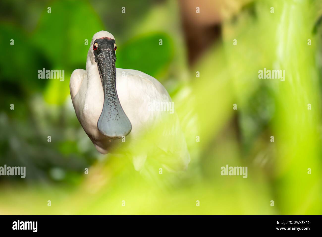 The royal spoonbill with its distinct red eyes, also known as the black ...