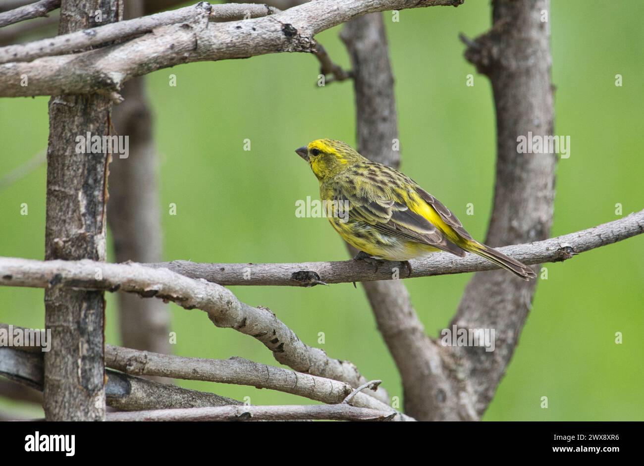 White-bellied canary (Crithagra dorsostriata) adult male, rear view ...