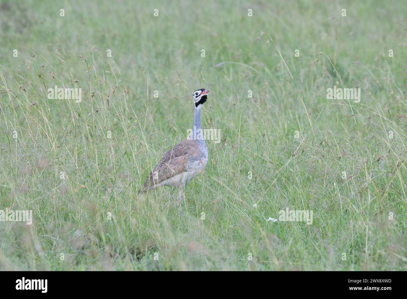 White-bellied bustard (Eupodotis senegalensis), also known as the white ...