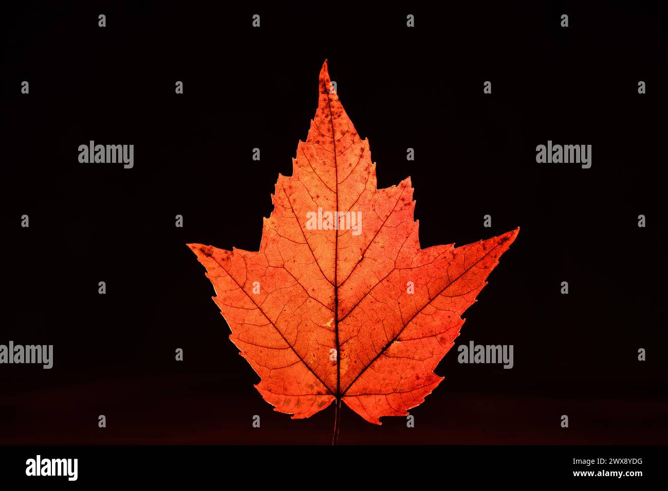 Maple leaf backlit on black background. Acer rubrum L Stock Photo - Alamy