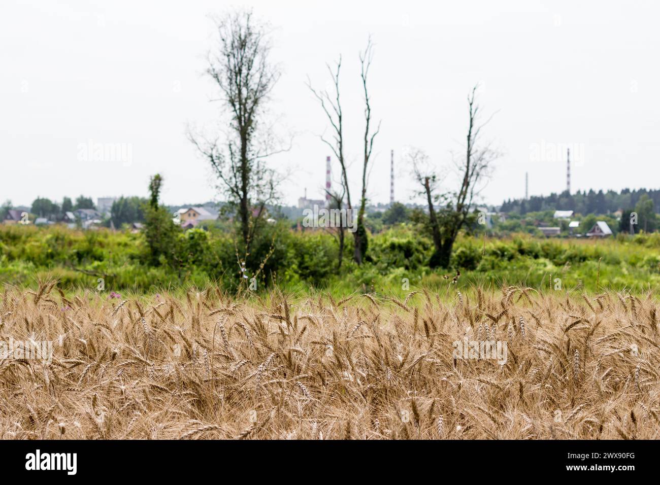 Dried rye ears hi-res stock photography and images - Alamy