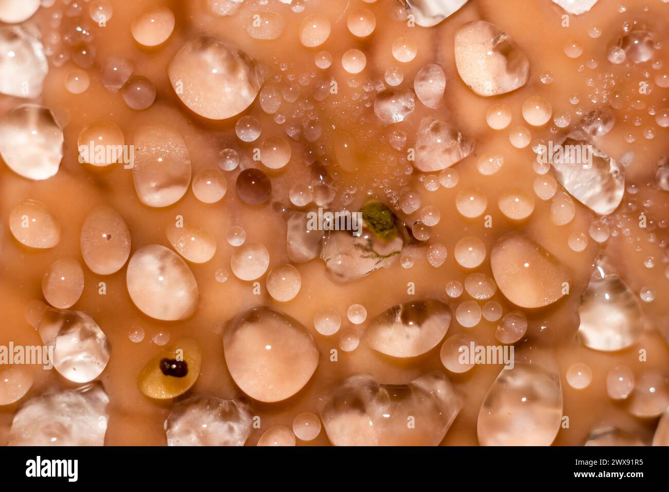 Abstract background with drops on the mushroom. Red belt conk fungus ...