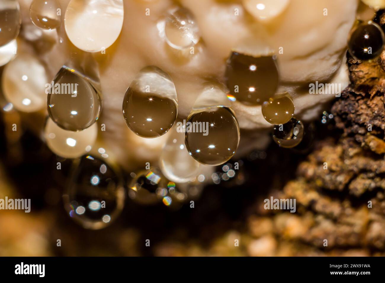 Abstract background with drops on the mushroom. Red belt conk fungus ...