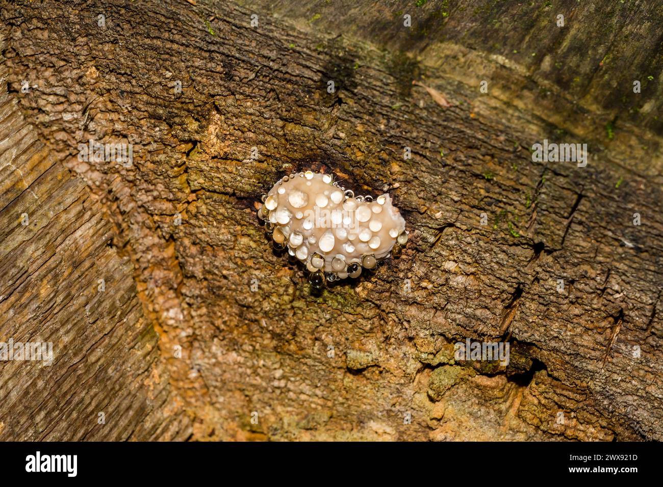 Red belt conk fungus (Fomitopsis pinicola) - a weeping mushroom - a mushroom growing on a rotten ...
