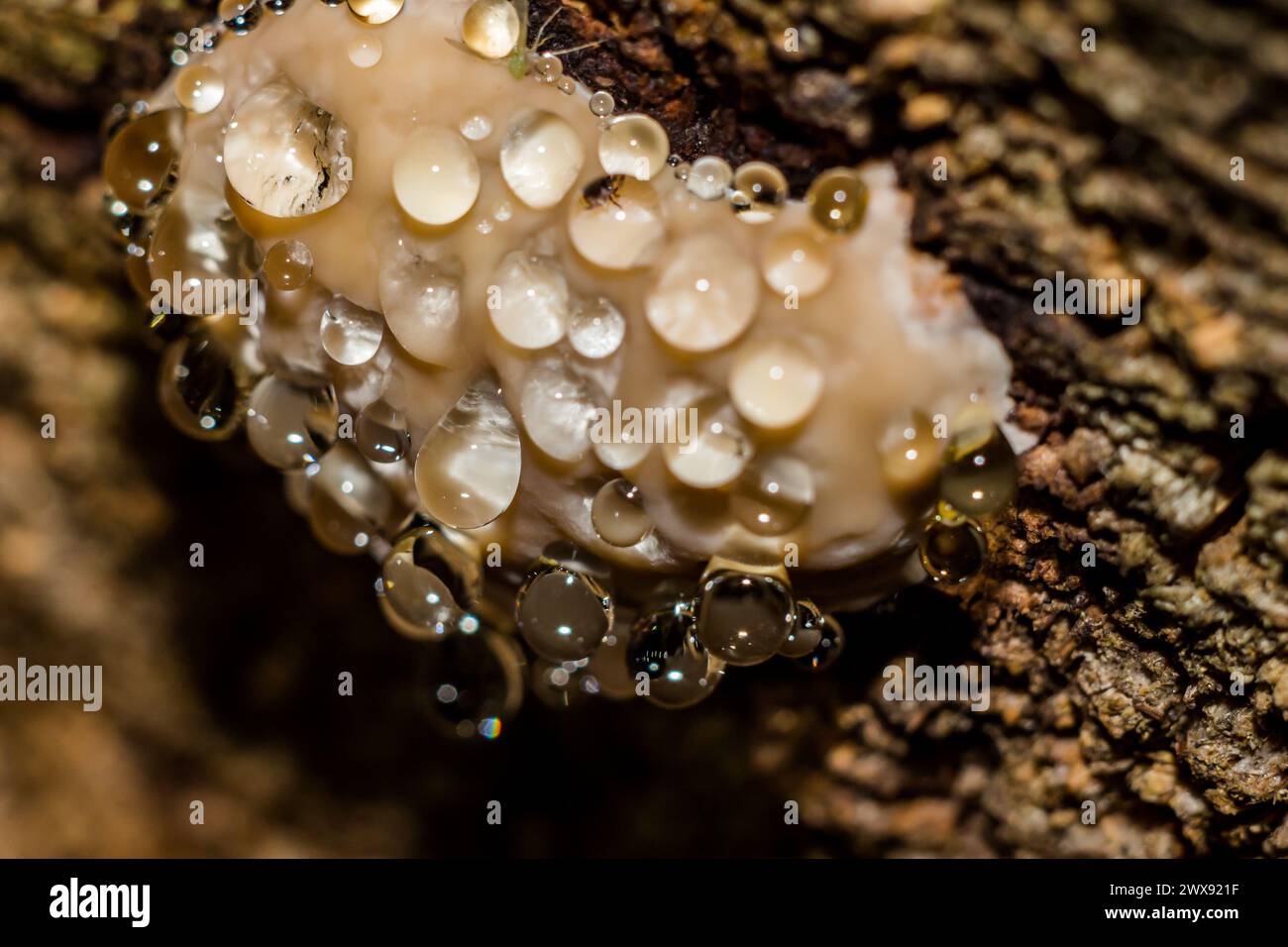 Red belt conk fungus (Fomitopsis pinicola) - a weeping mushroom ...