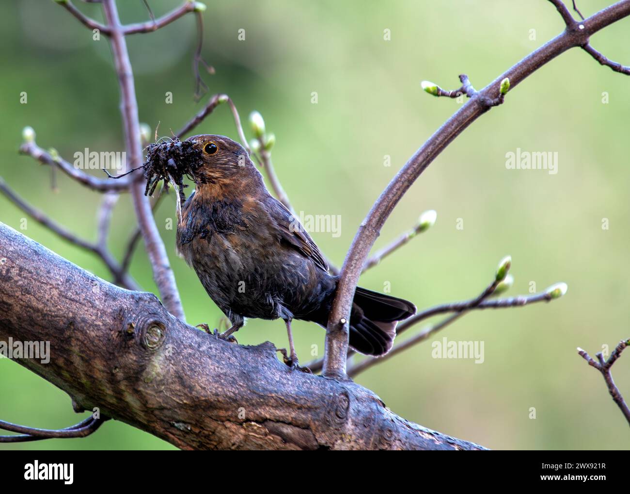 Female Blackbird with dark brown plumage searches for food amongst the trees of St. James's Park ...