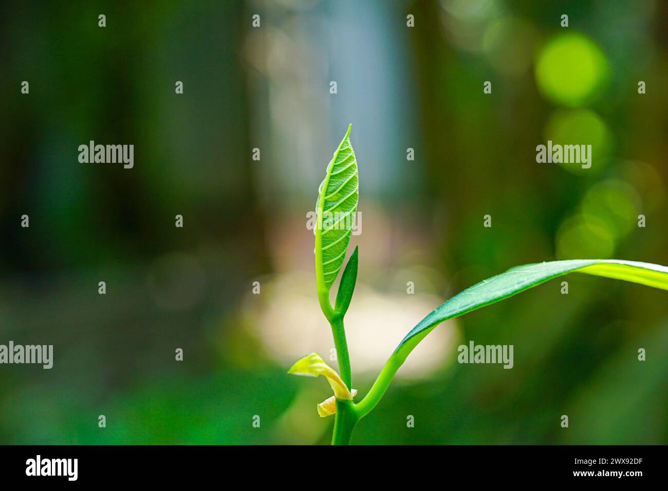 New leaf , New life, Concept, Young jackfruit plant growing up in the ...