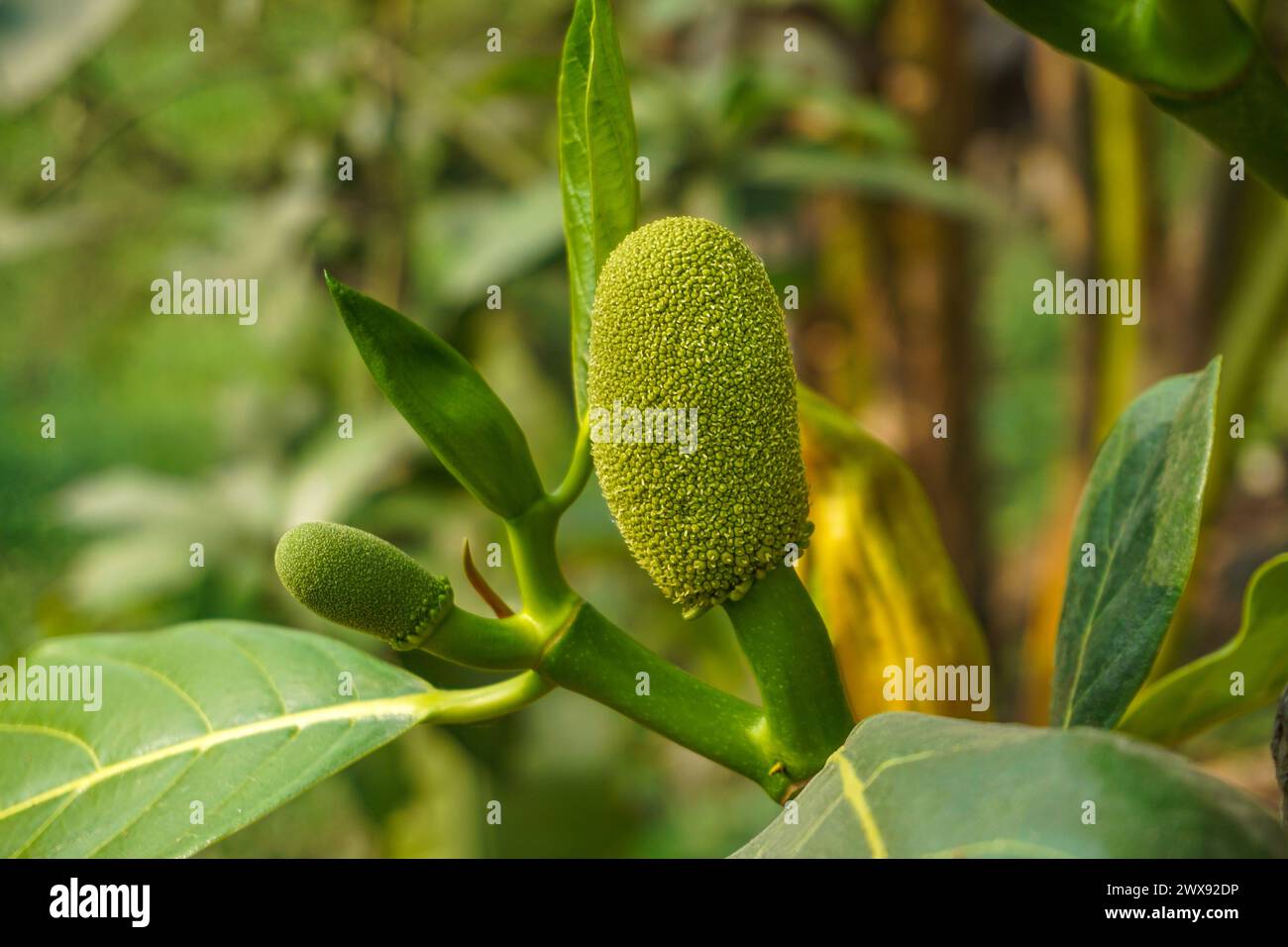 Ns1 jackfruit hi-res stock photography and images - Alamy
