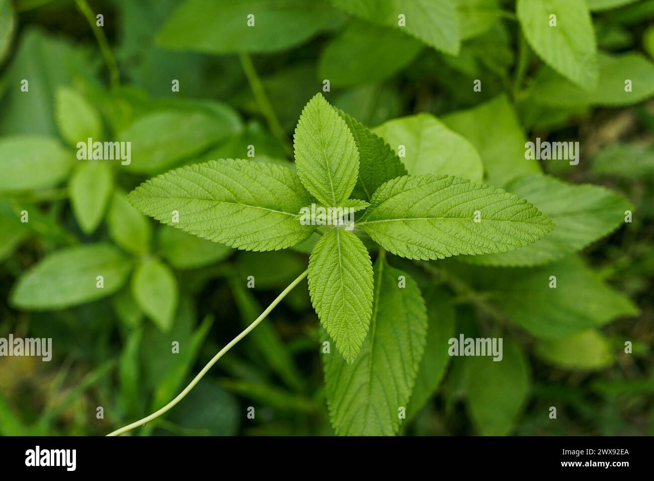 Lippia alba flower hi-res stock photography and images - Alamy