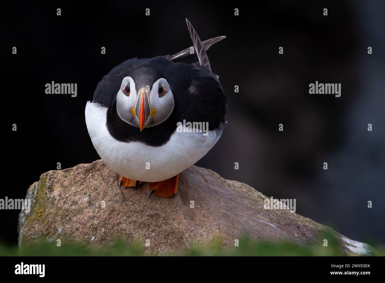 Posing atlantic puffins hi-res stock photography and images - Alamy