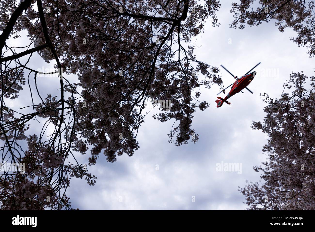Washington, United States. 28th Mar, 2024. Cherry blossoms are seen ...