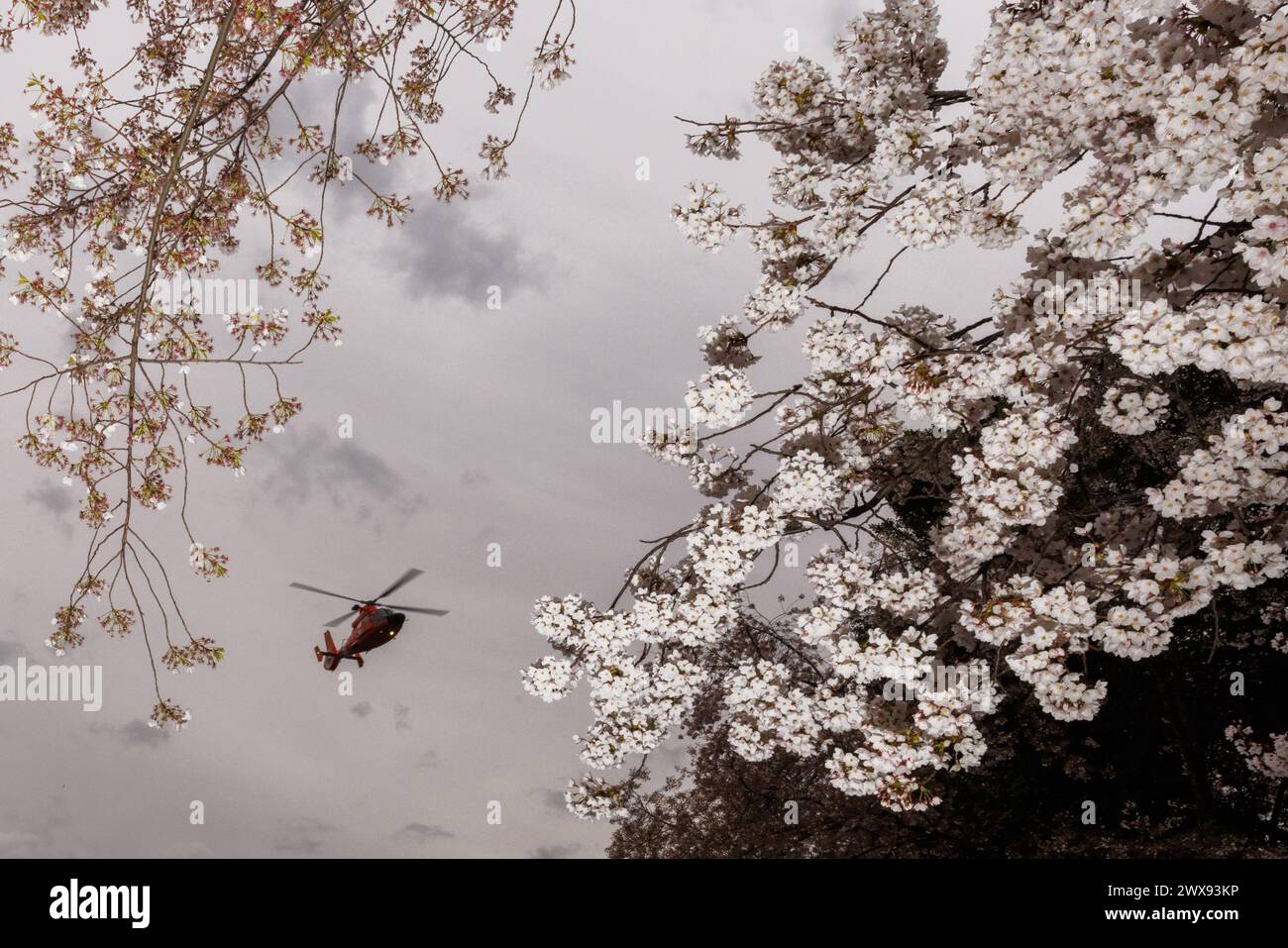 2024 cherry blossoms hi-res stock photography and images - Alamy