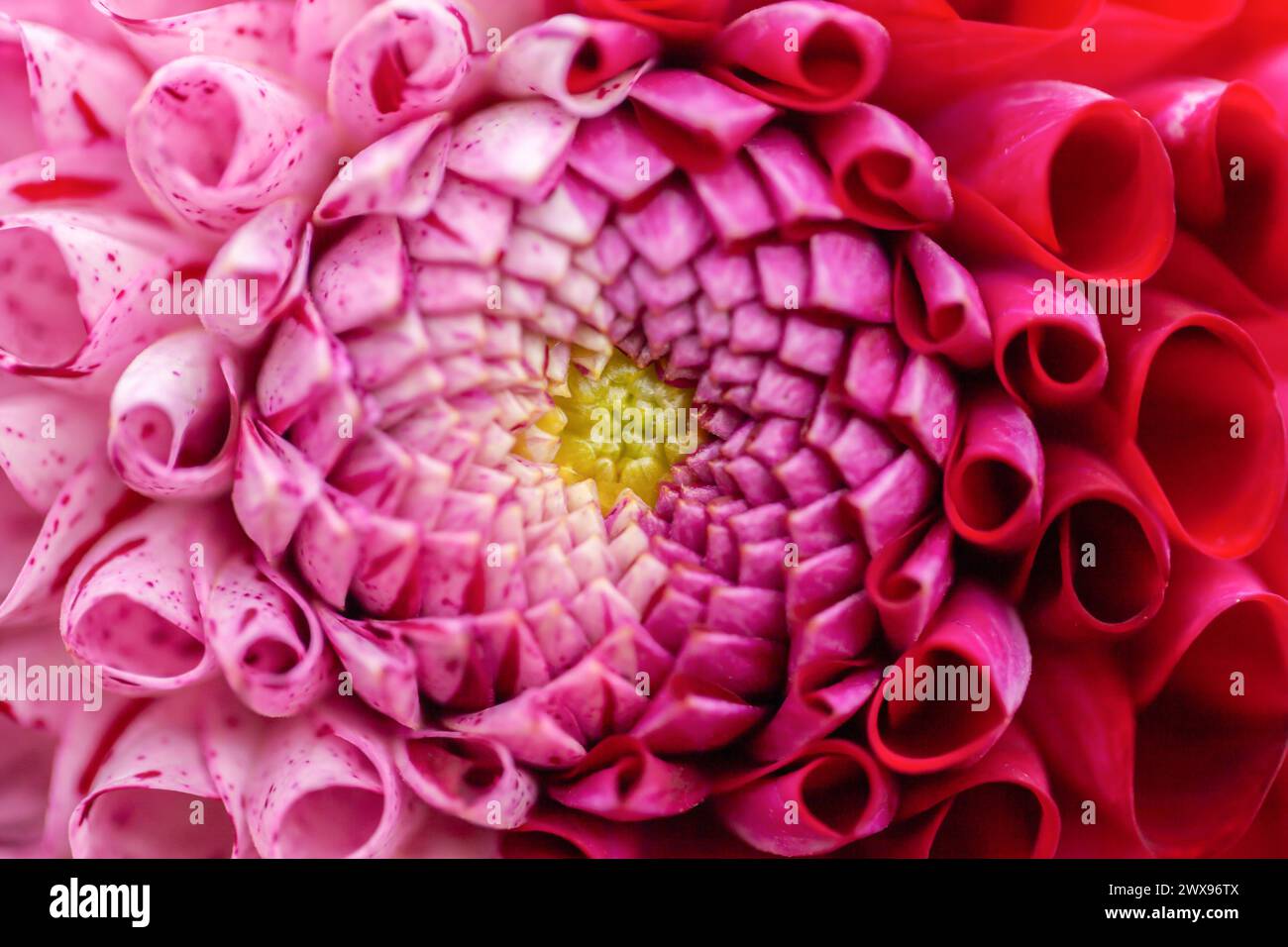 Two tone flower hi-res stock photography and images - Alamy