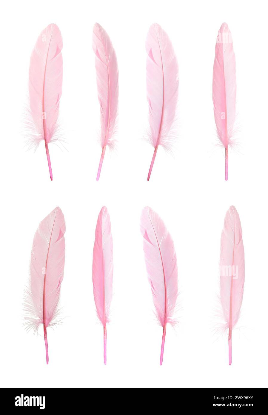Beautiful pink feathers isolated on white, set Stock Photo - Alamy