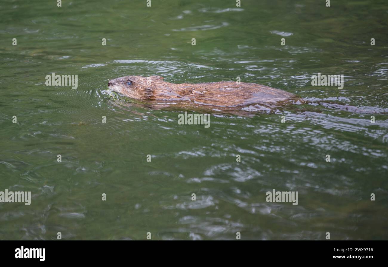 Semi aquatic nutria hi-res stock photography and images - Alamy