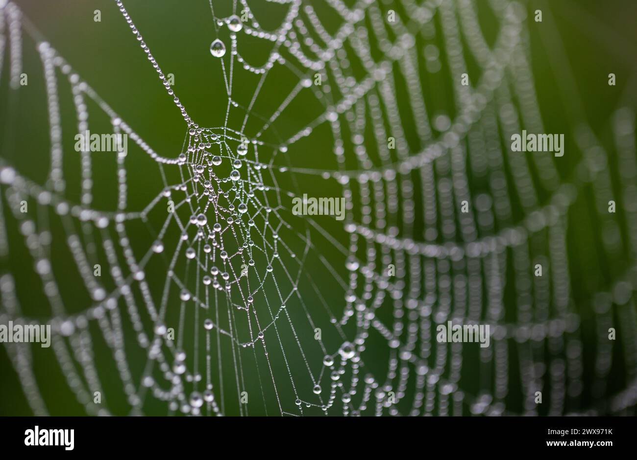 Water on a spider web Stock Photo - Alamy