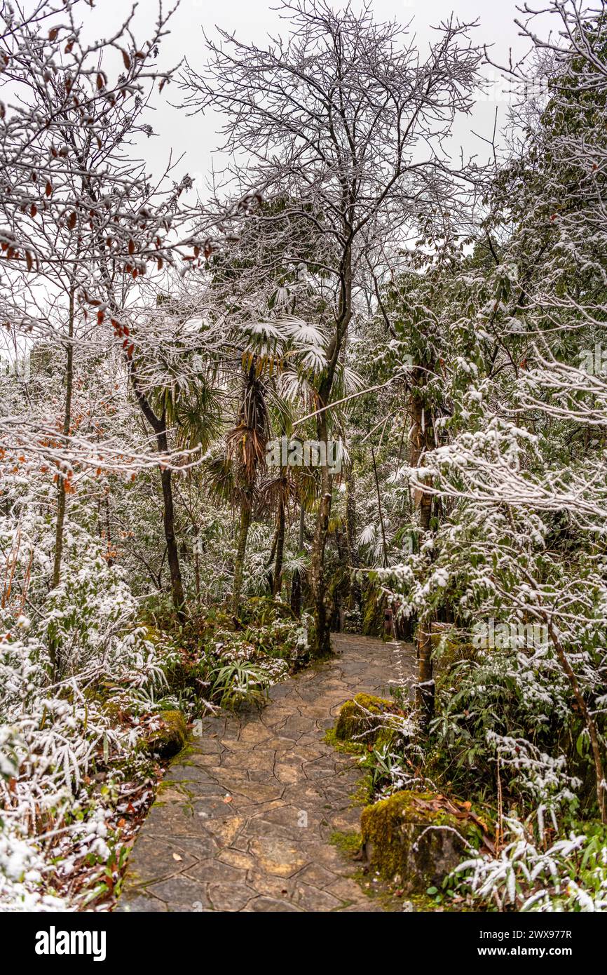 The path through the tropical forest in Wulong, Chongqing, China ...