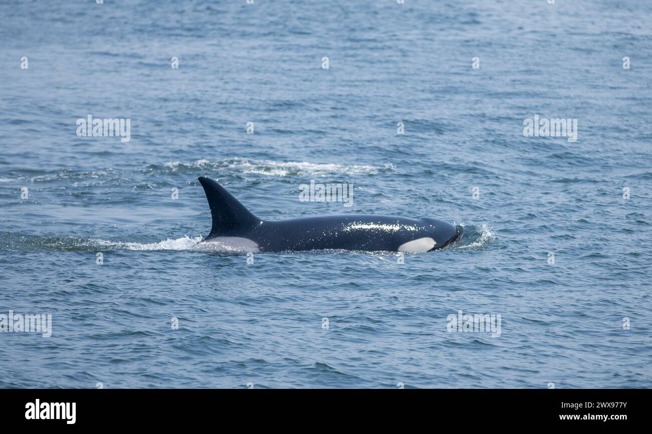 Orcas puget hi-res stock photography and images - Alamy