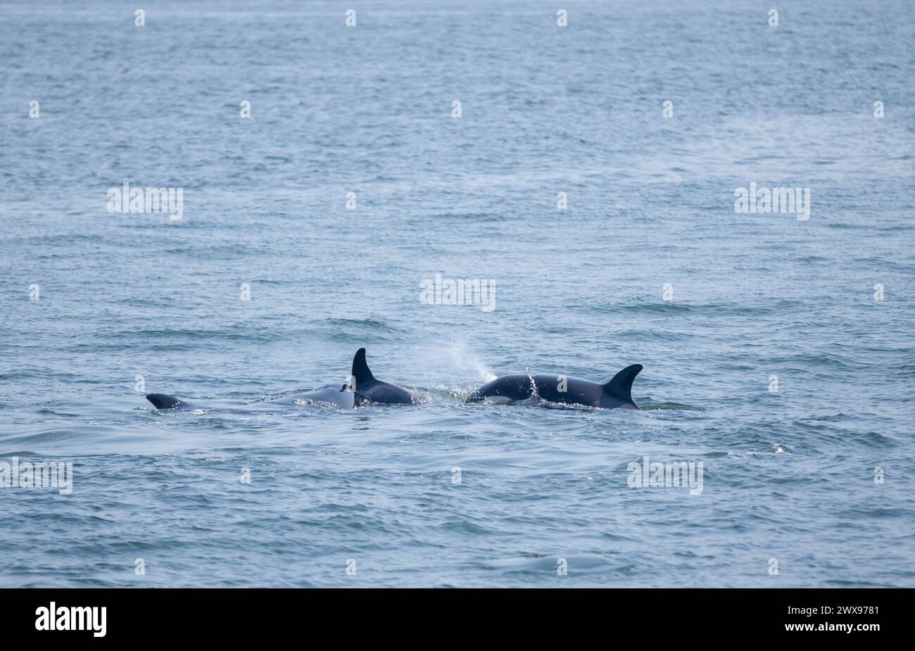 Mid range hi-res stock photography and images - Alamy