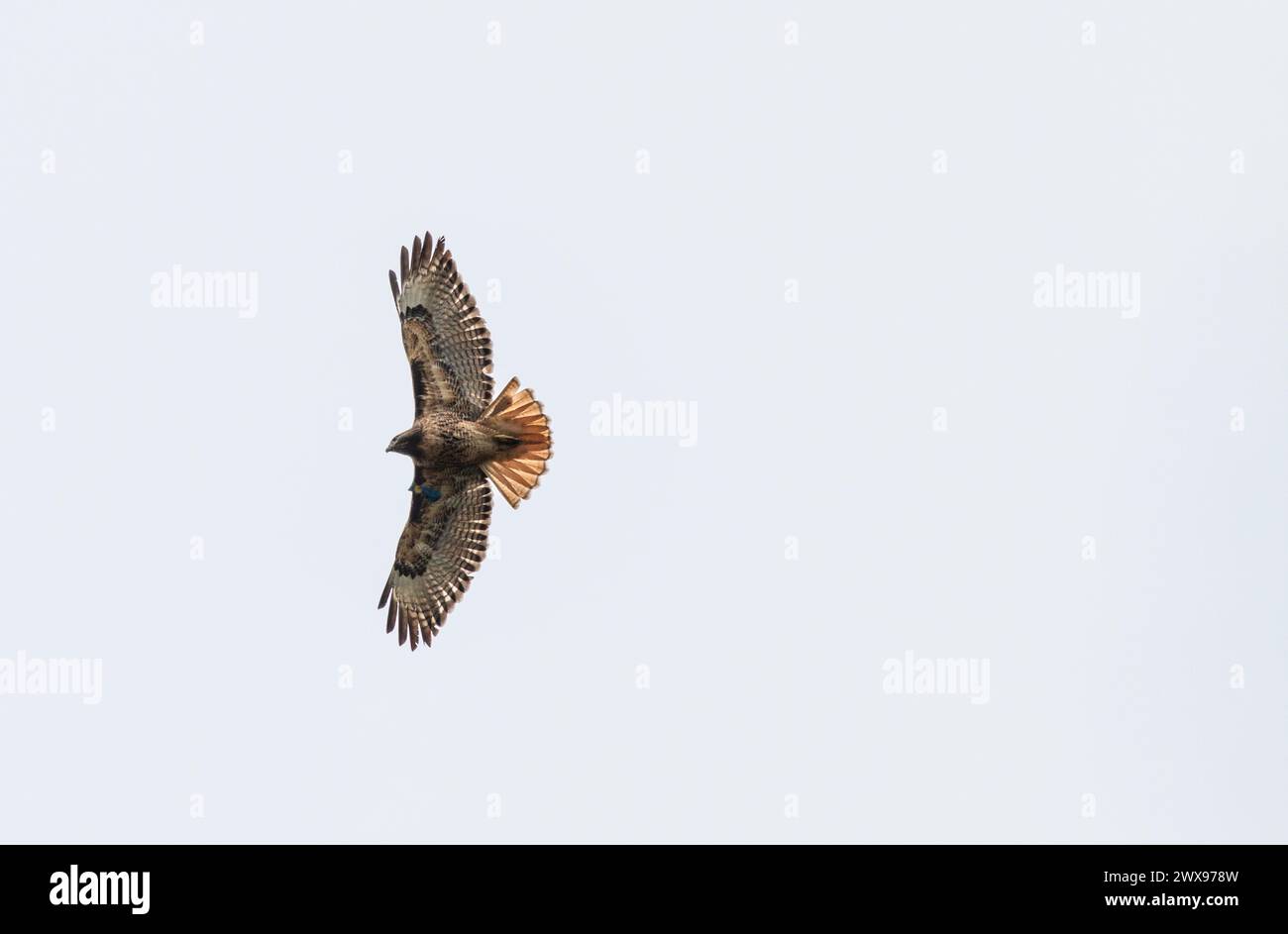 Coopers Hawk In Flight Stock Photo - Alamy