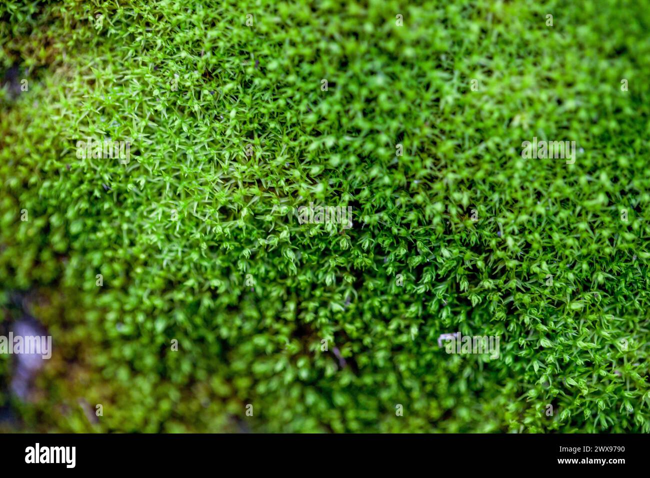 Moss bed hi-res stock photography and images - Alamy