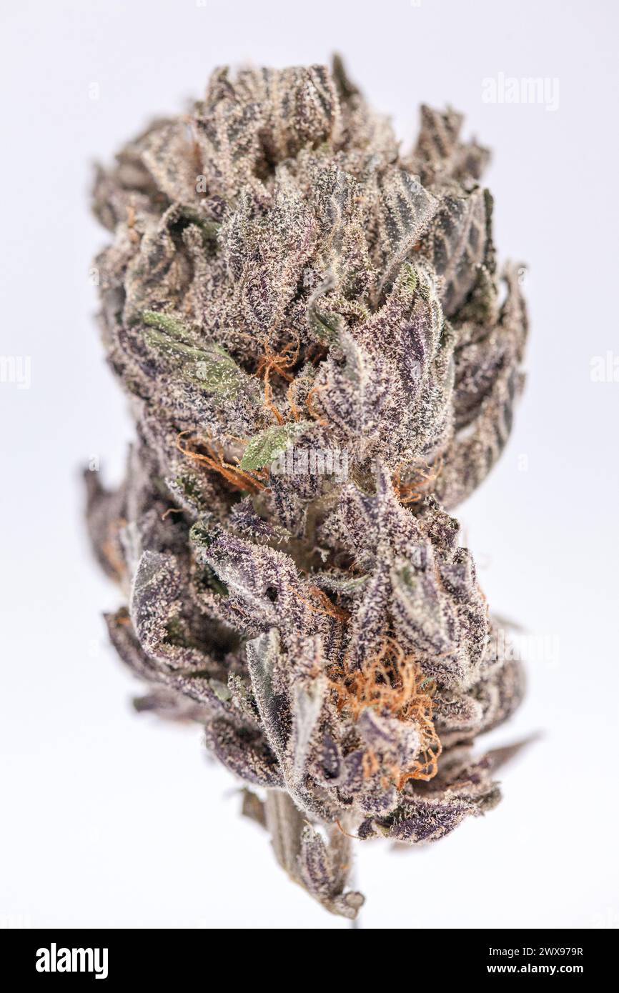 Cannabis Sativa or Indica Stock Photo - Alamy