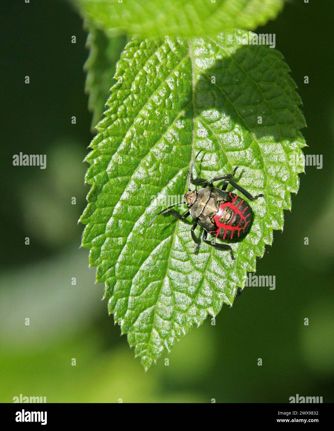 Blue Shieldbug Nymph, Zicrona caerulea, Pentatomidae, Hemiptera. Costa ...