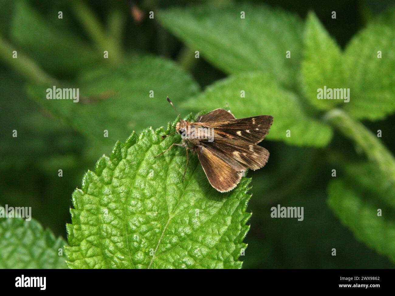 Costa Rican Skipper Butterfly, Halotus rica, Moncina, Hesperiini ...