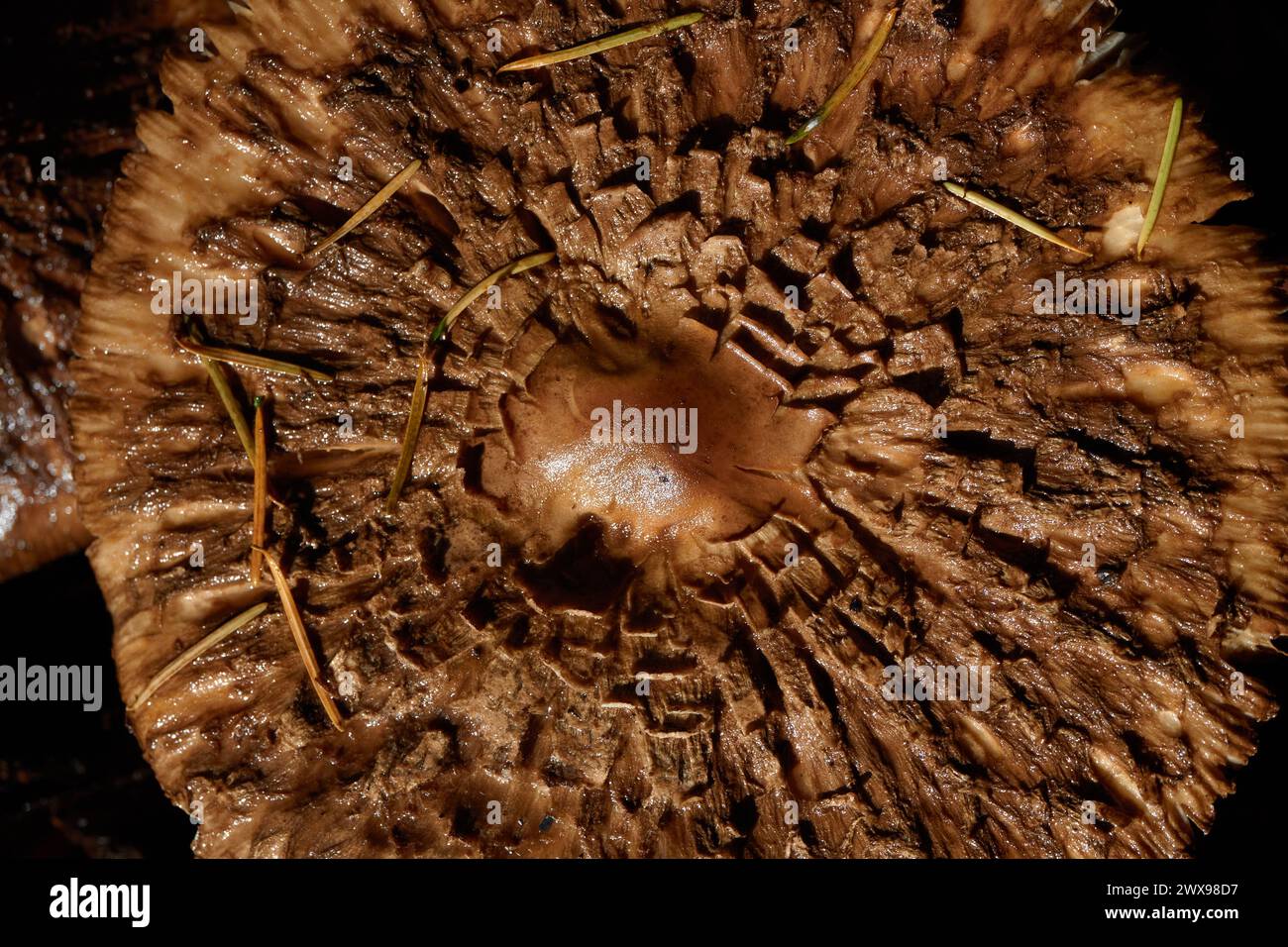 Circular mushroom hi-res stock photography and images - Alamy