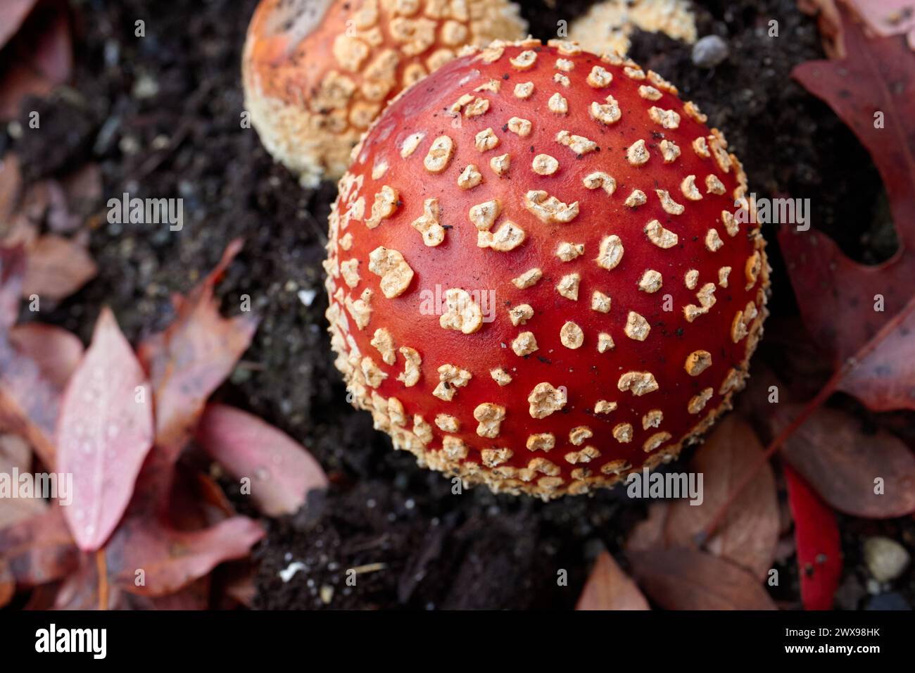 Red top mushroom hi-res stock photography and images - Alamy