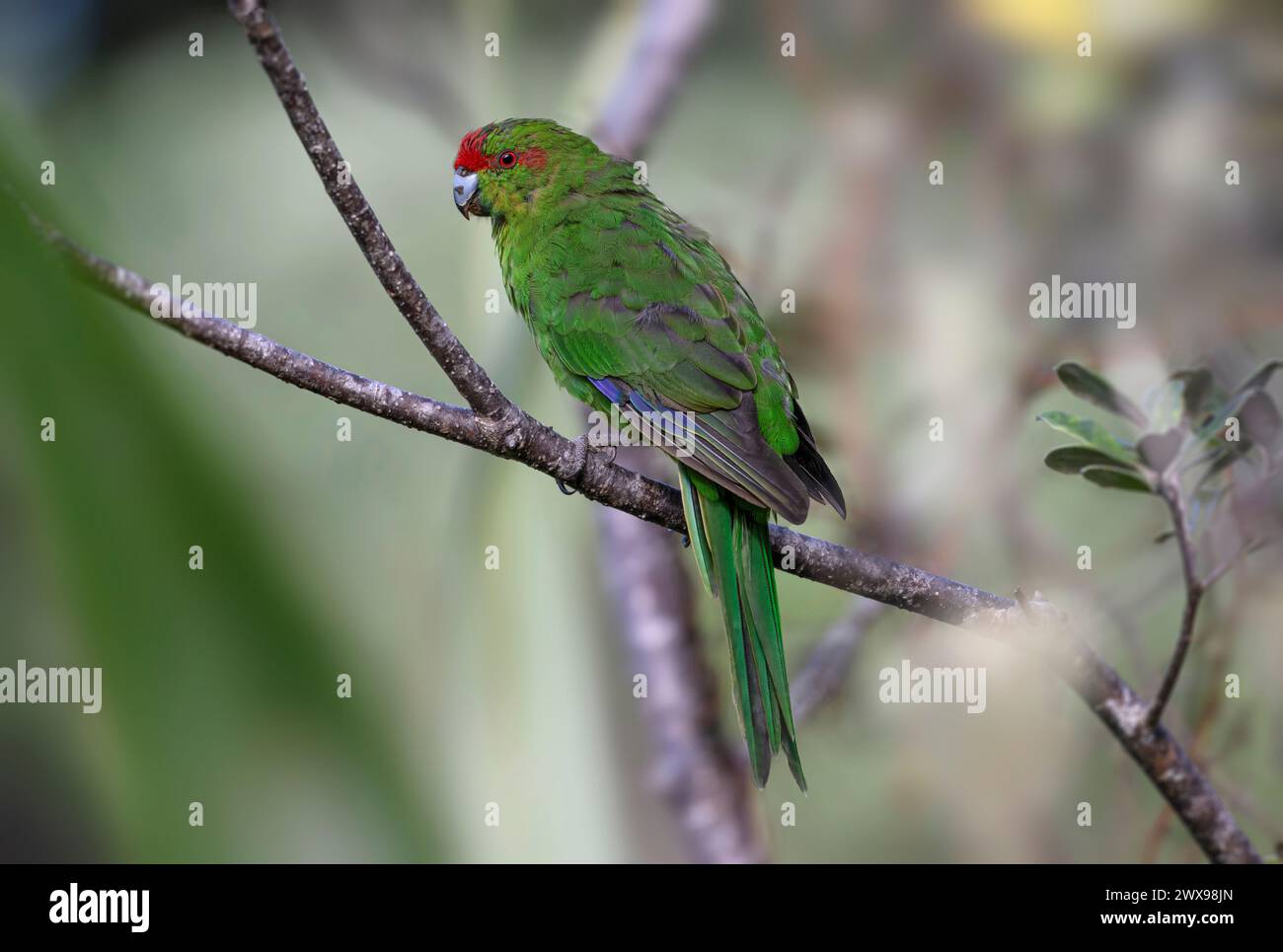 The red-crowned parakeet (Cyanoramphus novaezelandiae), or kākāriki, is ...